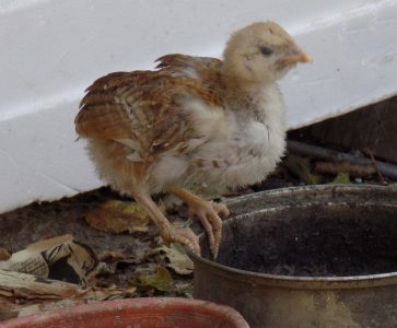 Rooster vs. Hen: Know Before They Crow - Backyard Poultry